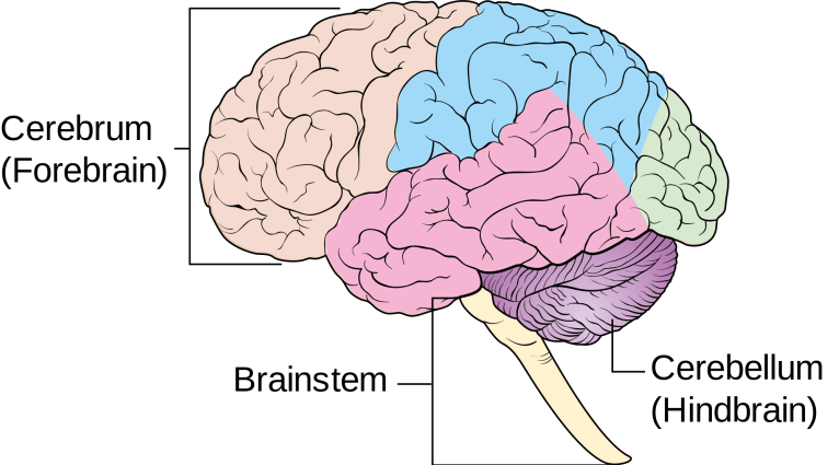 Neonatal Neurosonography – Sonographic Tendencies