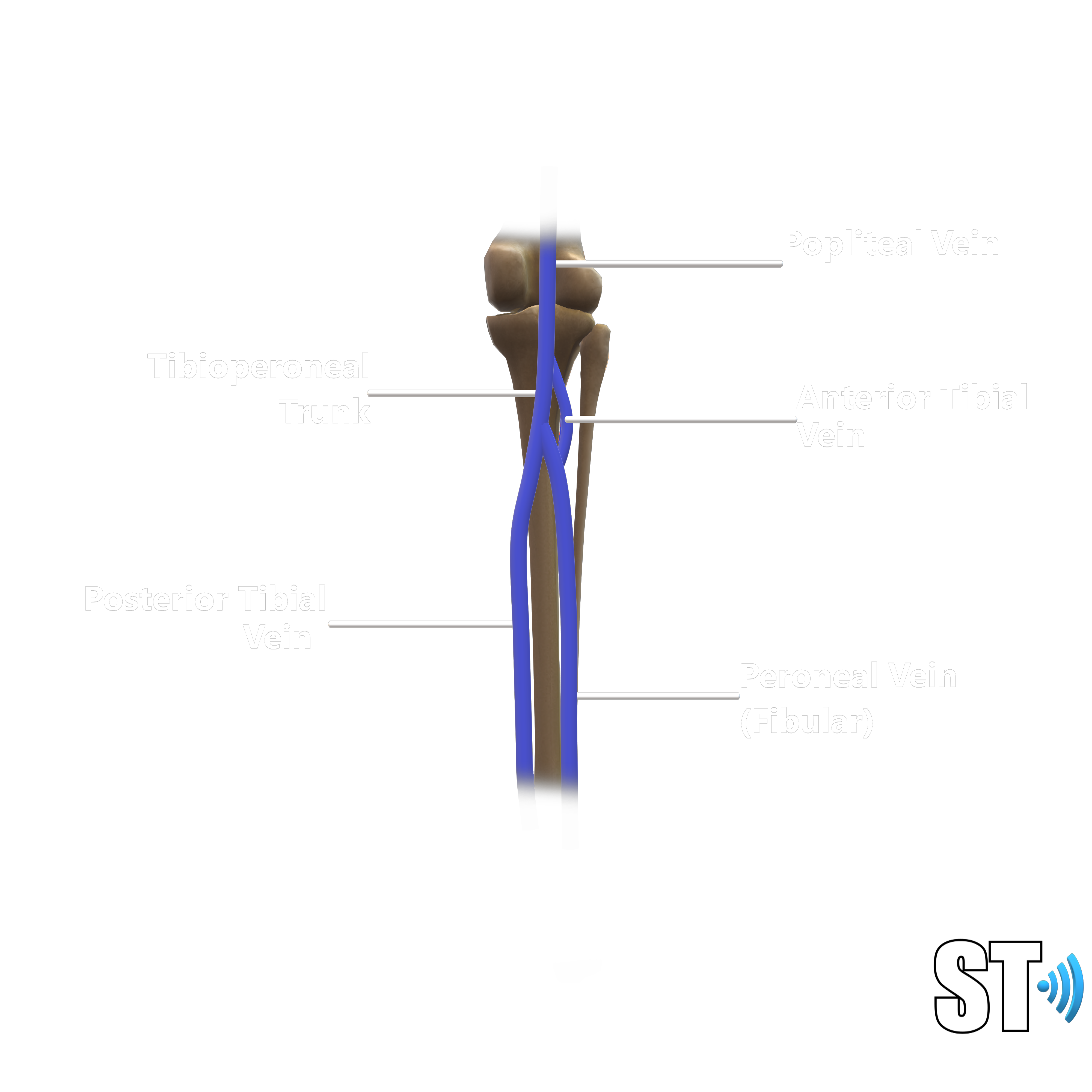 Lower Extremity Venous Duplex Protocol – Sonographic Tendencies