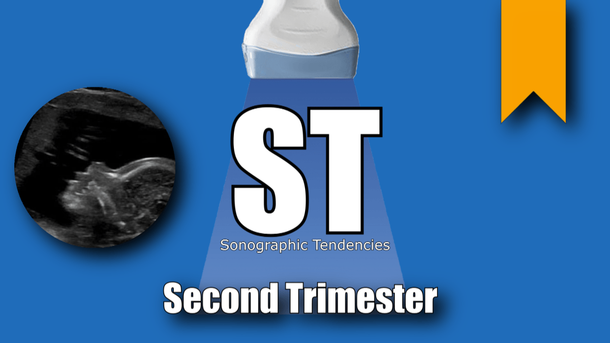 OB Ultrasound Second Trimester (The Basics) – Sonographic Tendencies