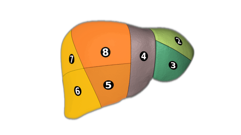 Couinaud’s Liver Segments – Sonographic Tendencies