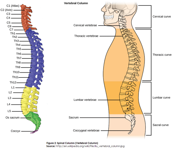 Neonatal/Infant Spine – Sonographic Tendencies