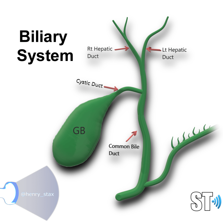 Gallbladder and Biliary Pathology – Sonographic Tendencies