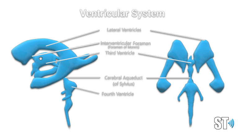 Neonatal Neurosonography – Sonographic Tendencies