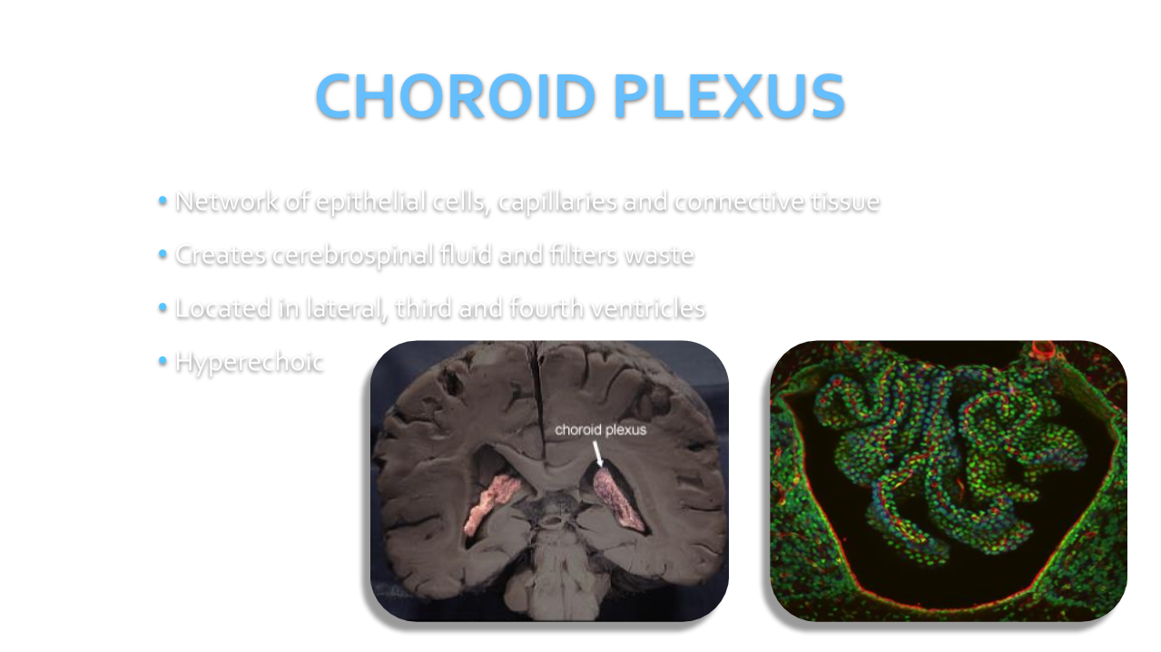 Neonatal Neurosonography – Sonographic Tendencies