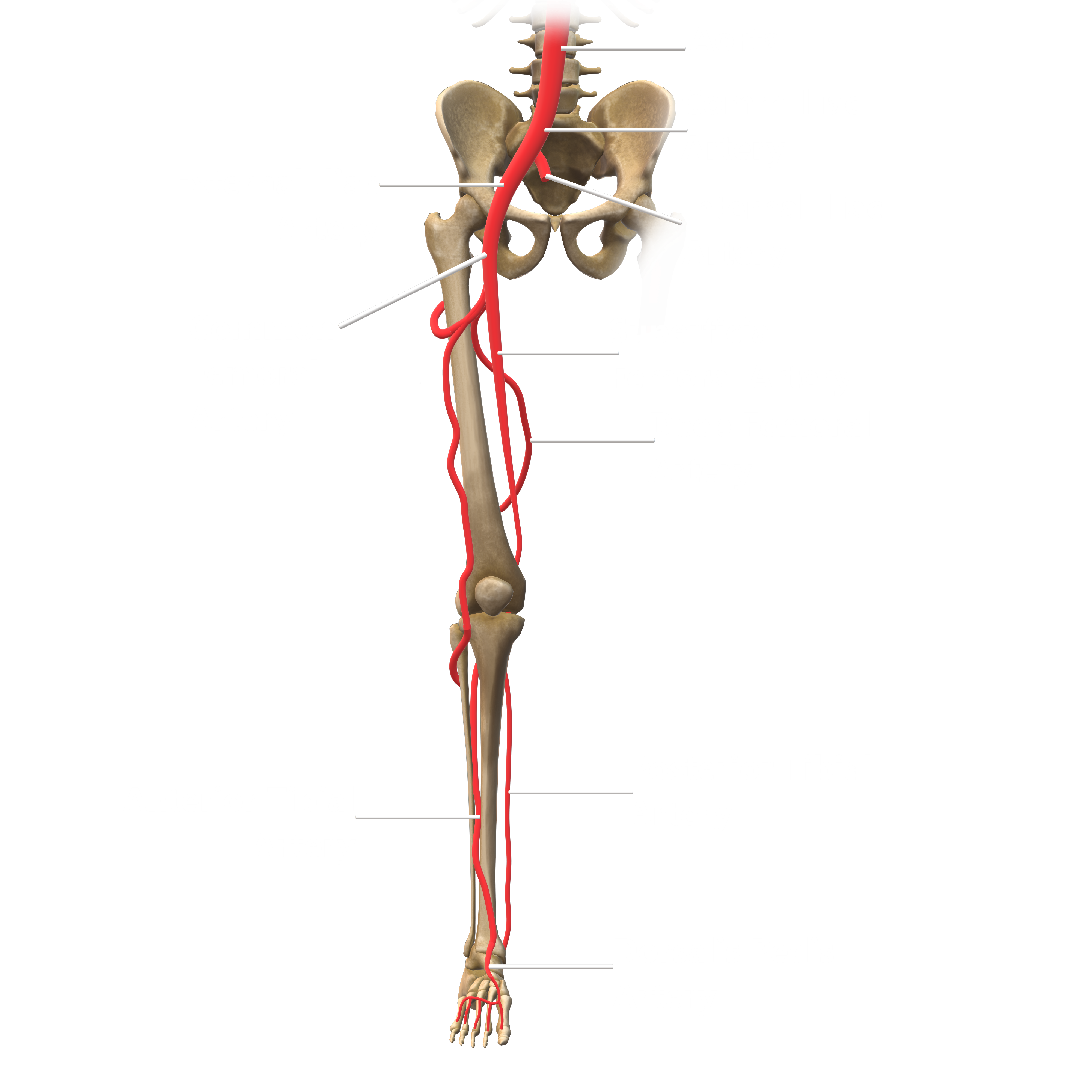 Arterial Doppler/Duplex of the Lower Extremities – Sonographic Tendencies