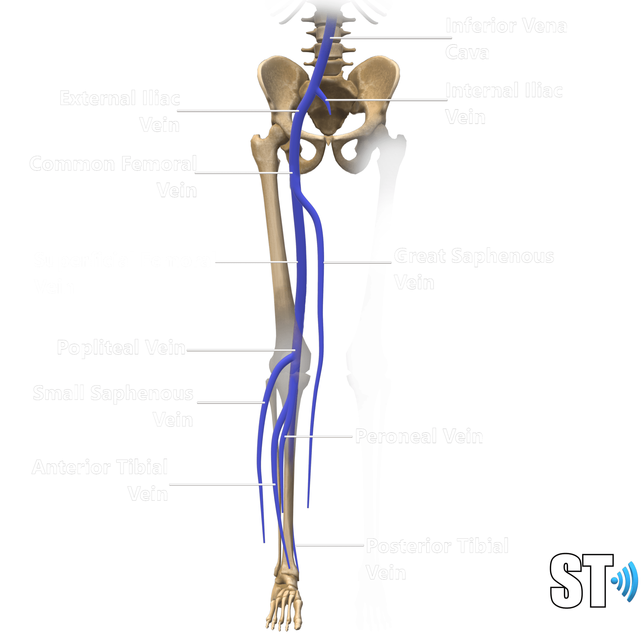 Lower Extremity Venous Duplex Protocol – Sonographic Tendencies