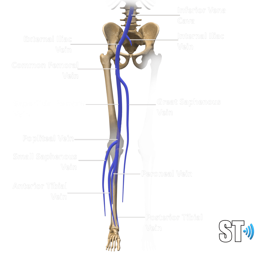 Lower Extremity Venous Duplex Protocol – Sonographic Tendencies
