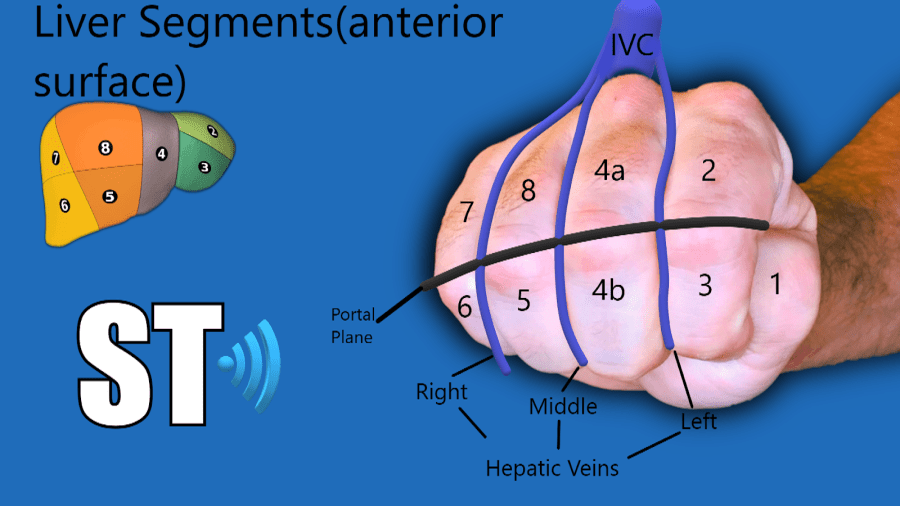 Couinaud’s Liver Segments – Sonographic Tendencies